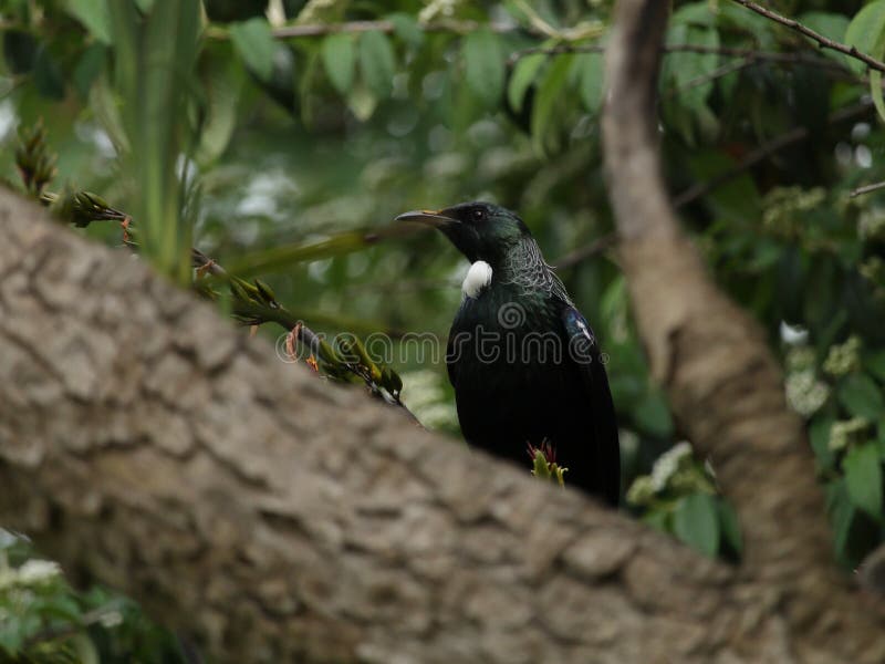 New Zealand T?? Perched in Native Cabbage Tree Stock Image - Image of ...