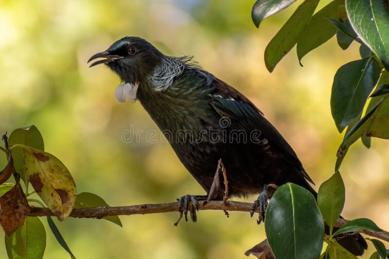 New Zealand Tui Bird on Tree Branch Stock Photo - Image of endemic ...