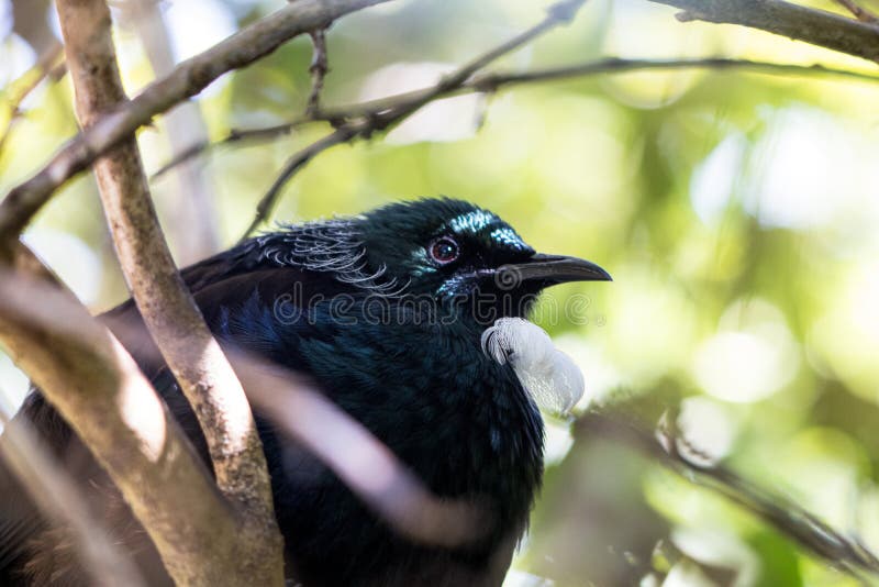 New Zealand Tui Singing in a Tree, Close Up Stock Photo - Image of ...