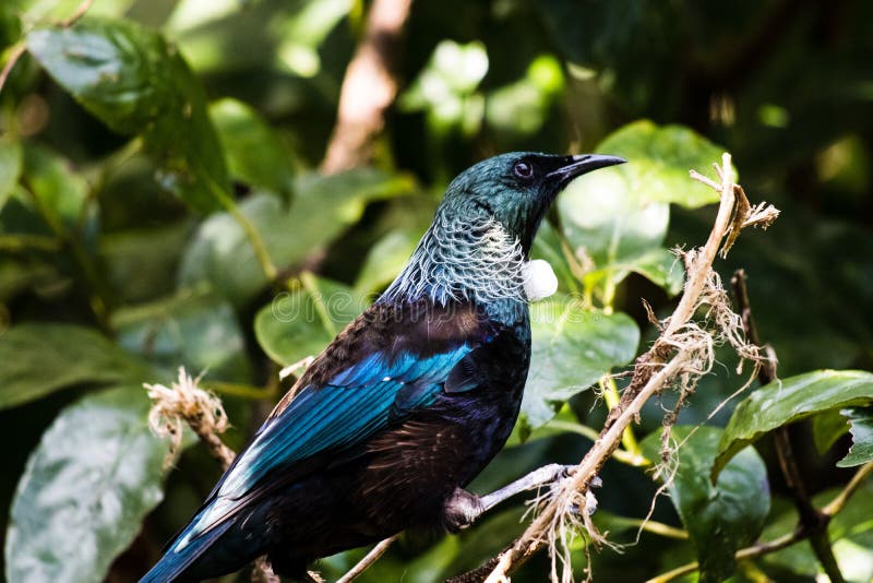 New Zealand Tui Singing in a Tree, Close Up Stock Photo - Image of ...