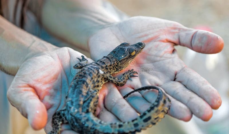 Newborn American alligator stock image. Image of skin - 45592843