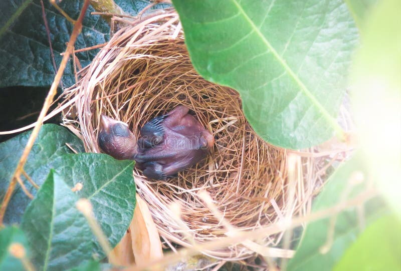 Newborn baby bird on nest stock photo. Image of branch - 148674184