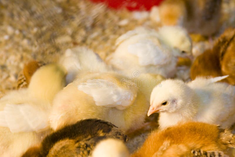 Bunch of chicks stock image. Image of chicks, bird, chicken - 34238859