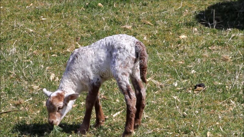Baby Lamb Sucking on Milk from Its Mother Sheep. Stock Footage - Video ...