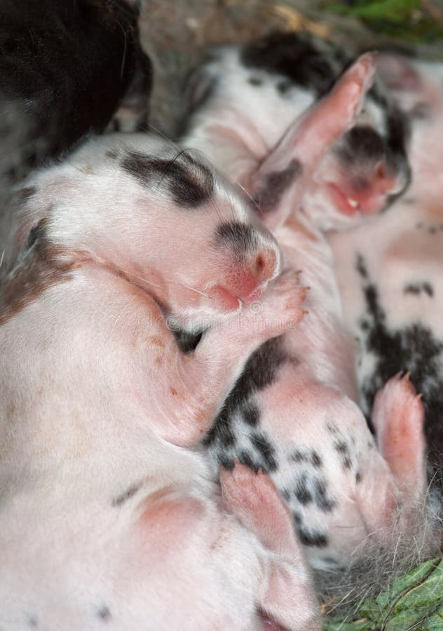 Newborn baby of a rabbit stock photo. Image of adorable - 20208044