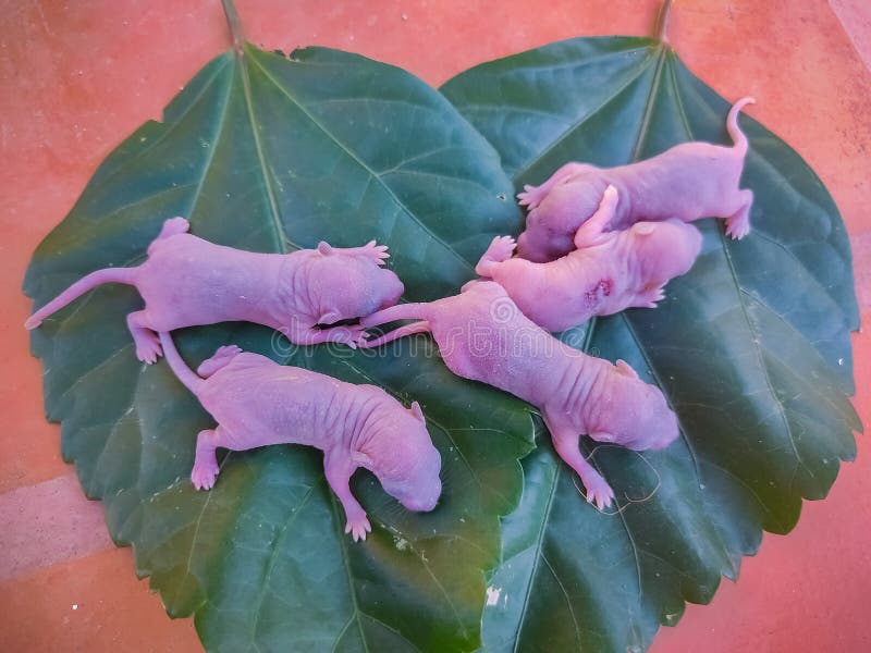 215 Baby Lab Rat Stock Photos - Free & Royalty-Free Stock Photos from ...