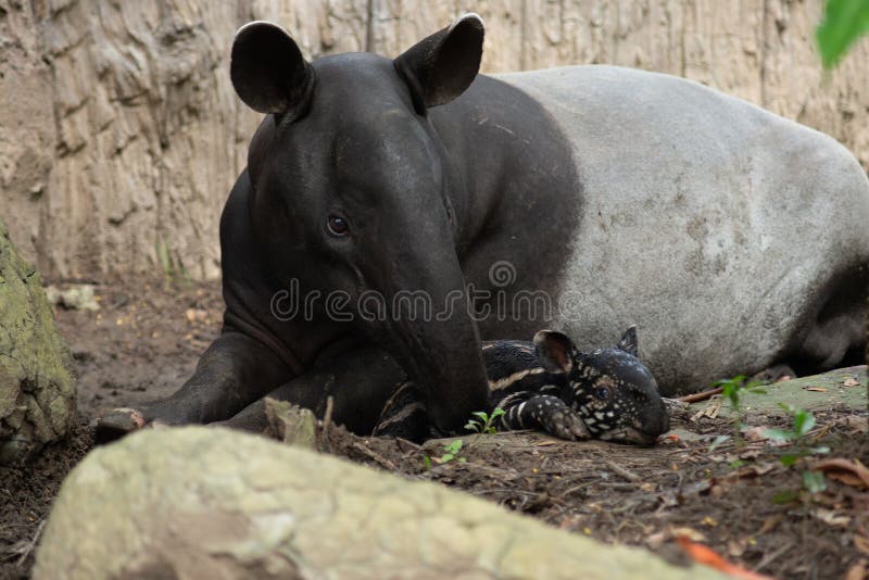 Malayan Tapir Mother And Baby