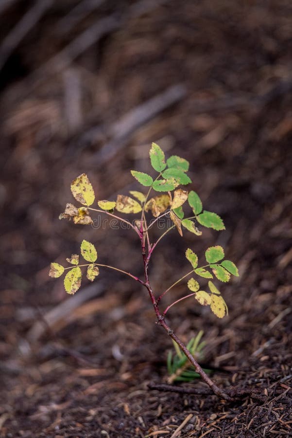 Newborn Baby Tree Seedling Growing Stock Photo - Image of tree, forest ...