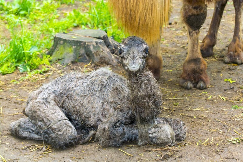 Newborn camel stock image. Image of baby, born, camelus - 30558715