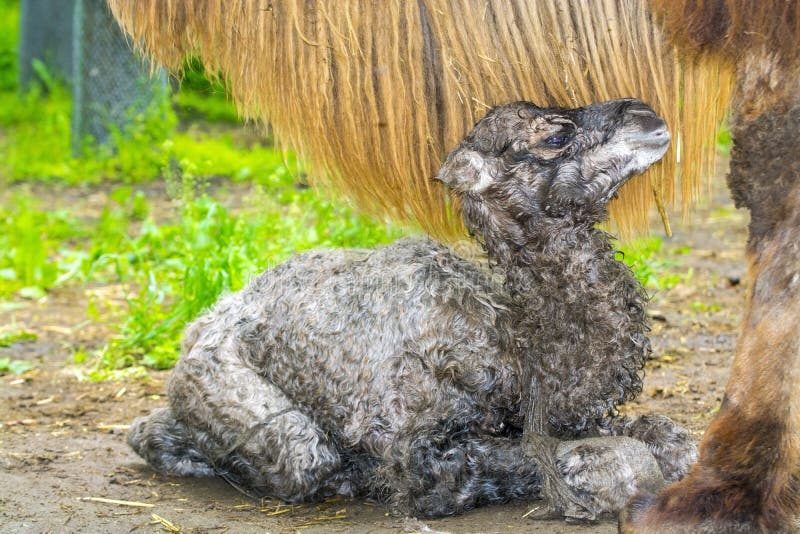 Newborn Bactrian Camel (Camelus Bactrianus) Stock Photo - Image of ...