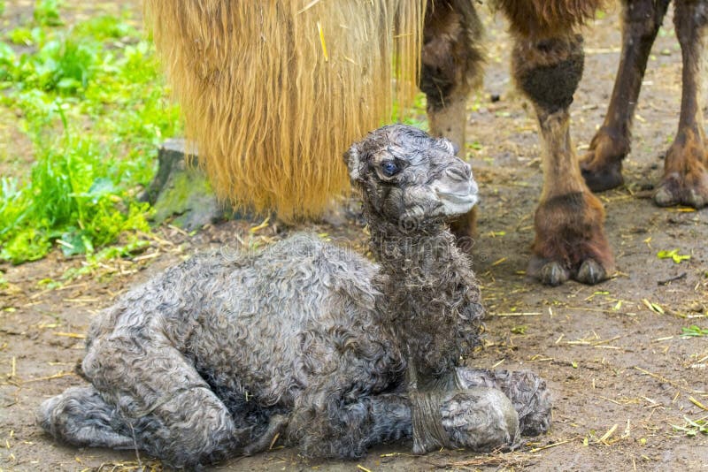 Newborn Bactrian Camel (Camelus Bactrianus) Stock Photo - Image of baby ...