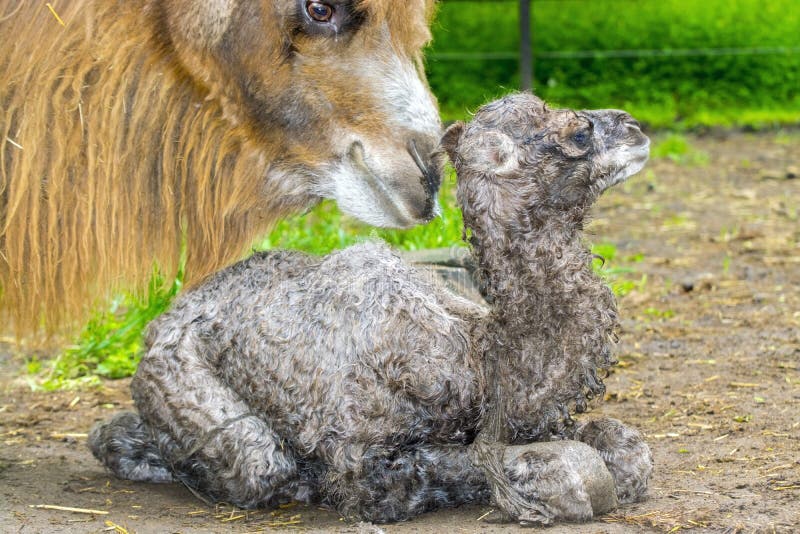 Newborn Bactrian Camel (Camelus Bactrianus) Stock Photo - Image of baby ...