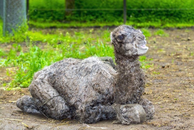 Newborn Bactrian Camel (Camelus Bactrianus) Stock Photo - Image of ...
