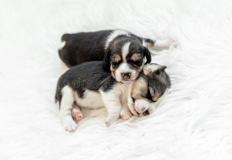 Newborn Beagle Puppies Asleep Stock Image - Image of beautiful ...
