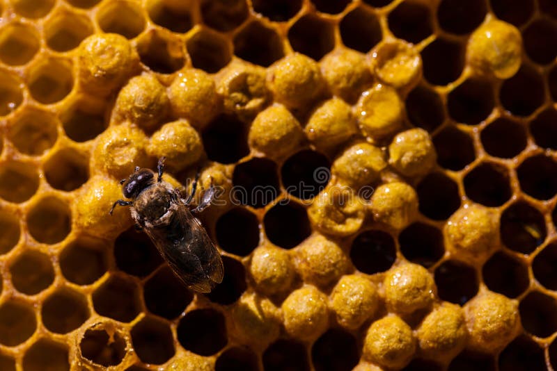 Newborn bee on honeycomb stock photo. Image of hatch - 116474222