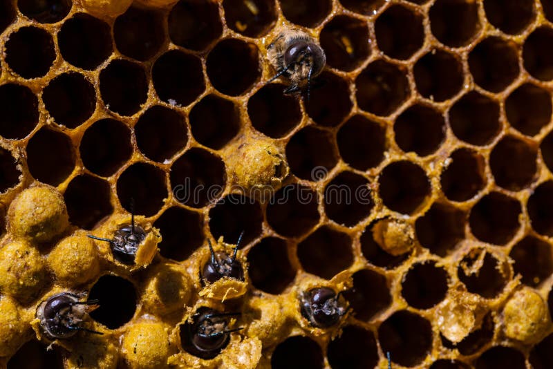 Newborn bee on honeycomb stock image. Image of hives - 116474223