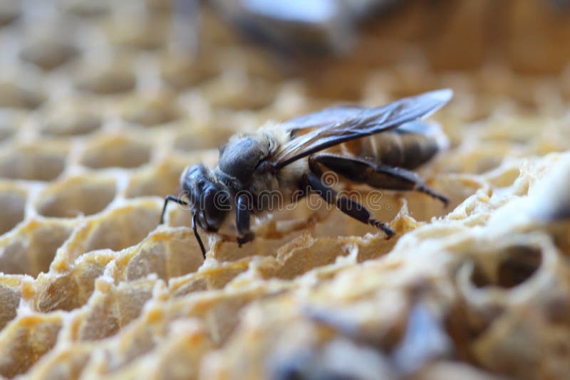 Newborn Bee Walking Nest Stock Photos - Free & Royalty-Free Stock ...