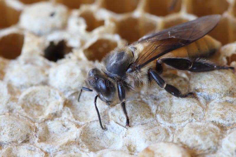 Newborn Bee Walking Nest Stock Photos - Free & Royalty-Free Stock ...
