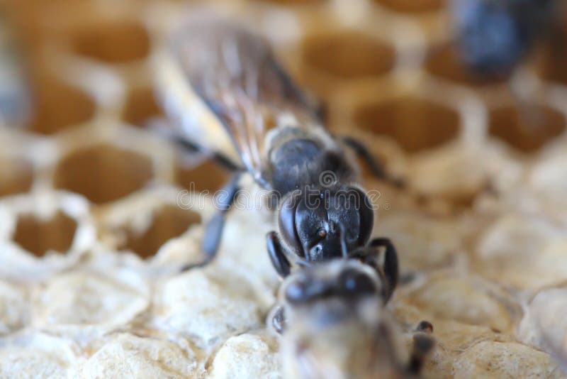 The Newborn Bee is Walking on the Nest. Stock Image - Image of nature ...
