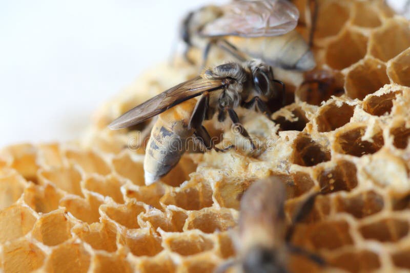 Newborn Bees Stock Photos - Free & Royalty-Free Stock Photos from ...