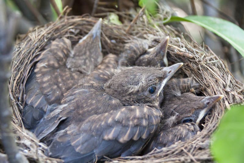 Newborn baby birds in nest stock image. Image of hatchlings - 2236003
