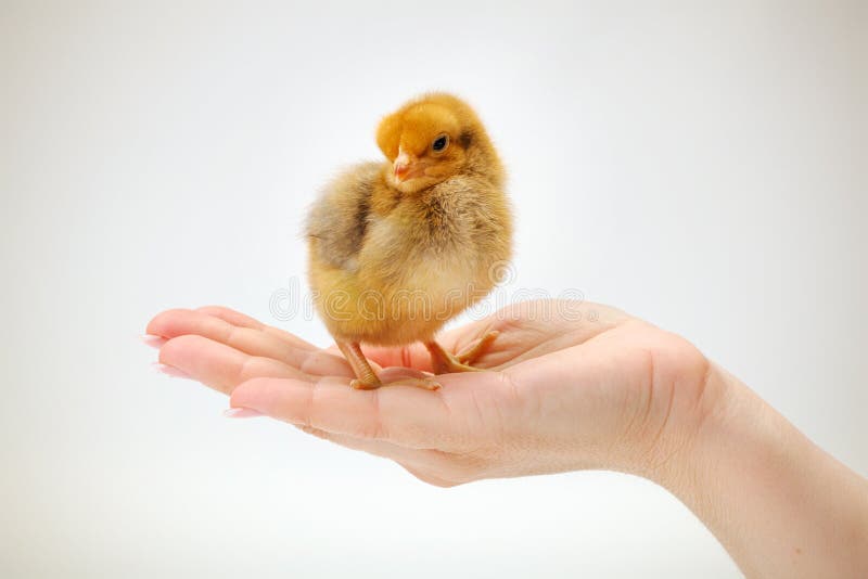 Newborn Brown Chicken Standing in Human Hand Stock Photo - Image of ...