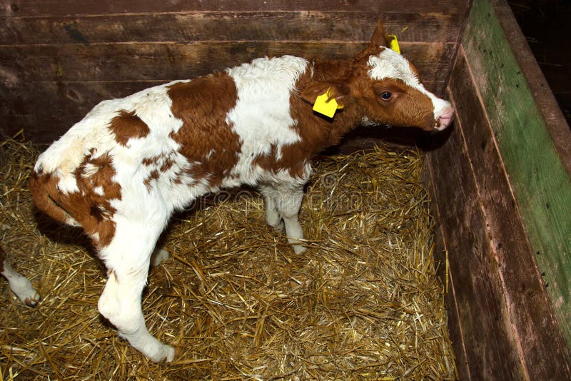 Newborn calf stock image. Image of born, ranch, animals - 26955241