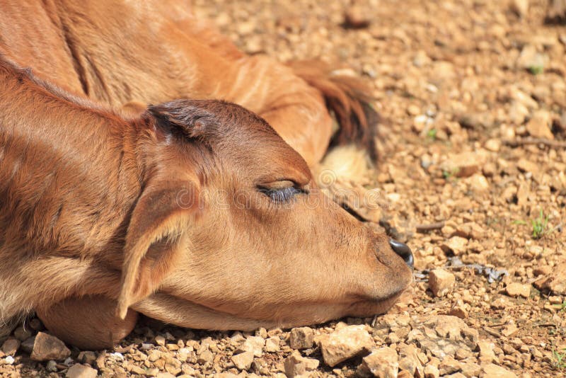 Newborn Calf stock image. Image of resting, dairy, animal - 27530333
