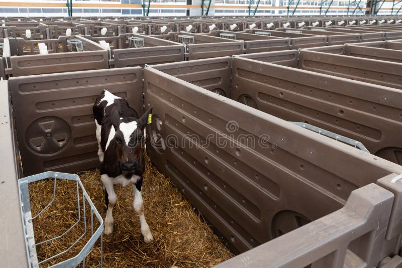 Newborn Calf on the Farm Plastic Box Stock Image - Image of eating ...