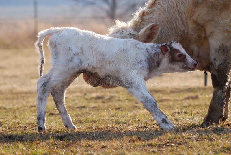 Newborn calf stock photo. Image of field, wobbly, protect - 36211530