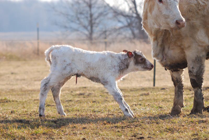 Newborn calf stock photo. Image of field, wobbly, protect - 36211530