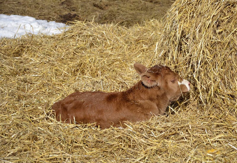 Red Calf Laying Hay Full Body Stock Photos - Free & Royalty-Free Stock ...
