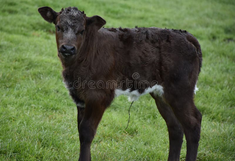 Newborn Calf Standing in a Grass Meadow Stock Image - Image of country ...