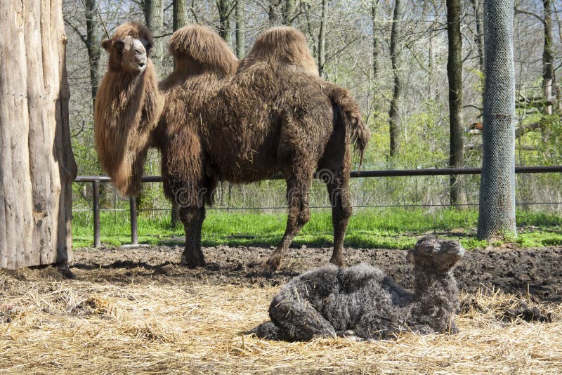 Newborn camel stock image. Image of baby, born, camelus - 30558715