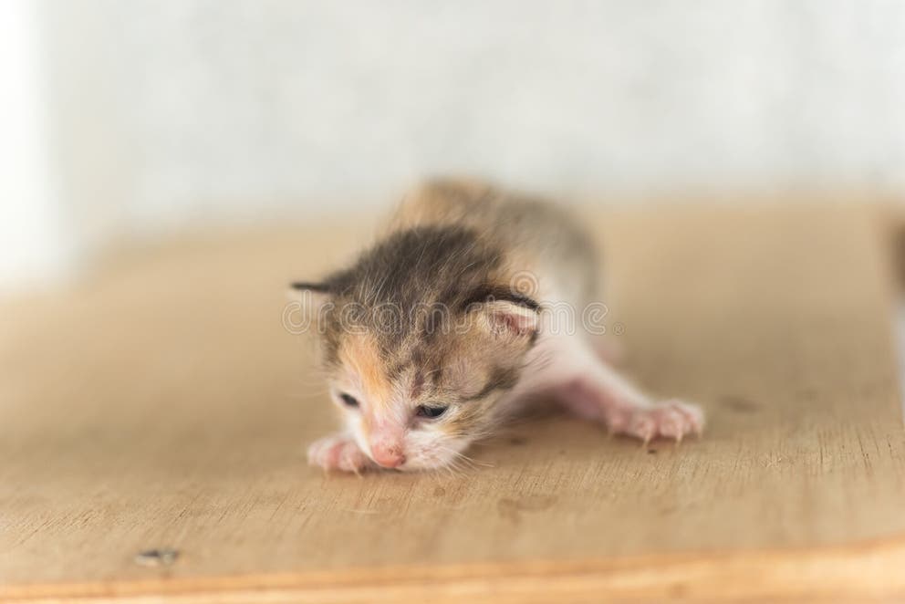 Newborn cat portrait stock image. Image of helpless, kitten - 74626449