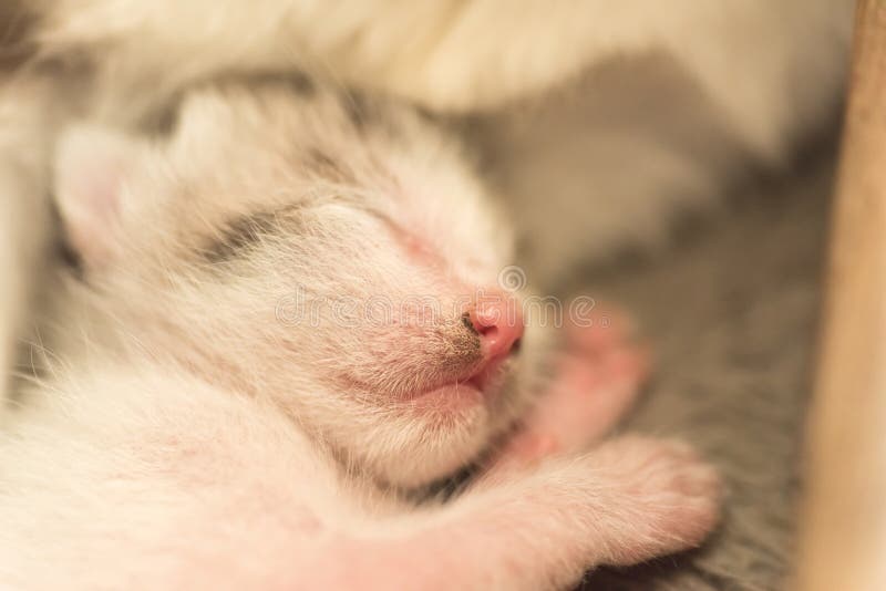 Newborn cat sleep stock photo. Image of neonatal, tiny - 74626418