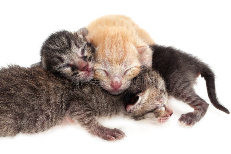 Newborn cats stock image. Image of family, background - 34394579