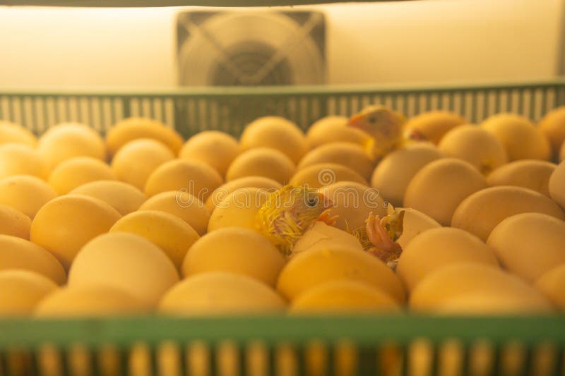 A Newborn Chick Emerges from the Egg Shell and Hatches in the Chicken ...