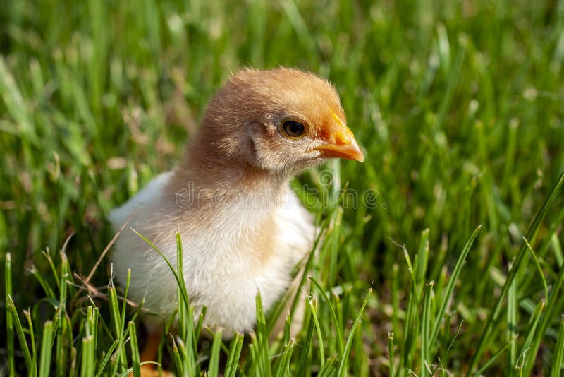Newborn chick in the grass stock photo. Image of hatch - 171606202