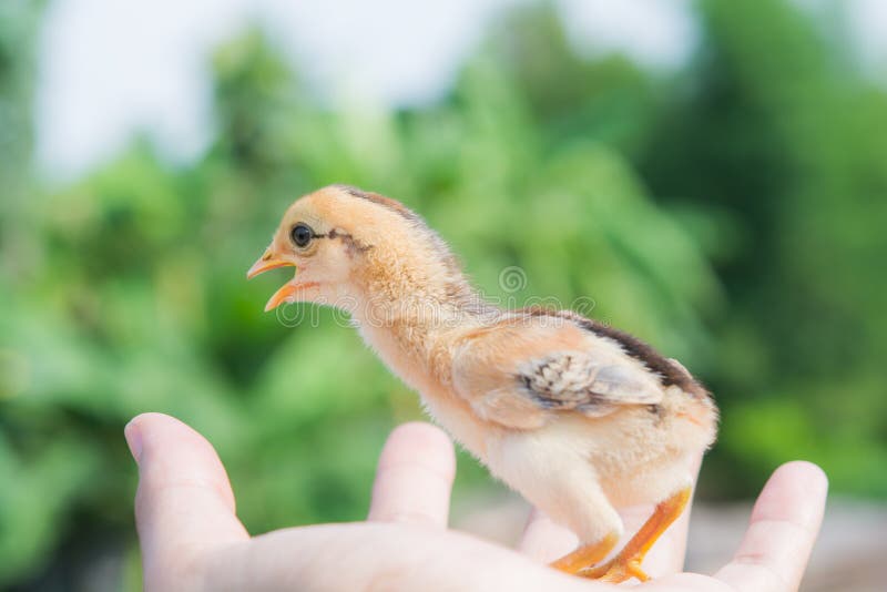 Newborn chick on a hand stock photo. Image of adorable - 34826658
