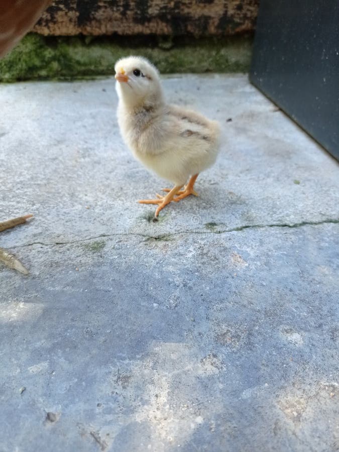 Newborn Chick looking up stock photo. Image of waterbird - 237230570