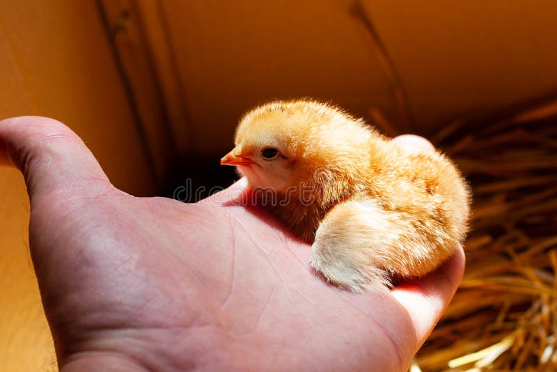 A Wet Little Chick Came Out of an Egg. the Moment the Chick Hatches ...