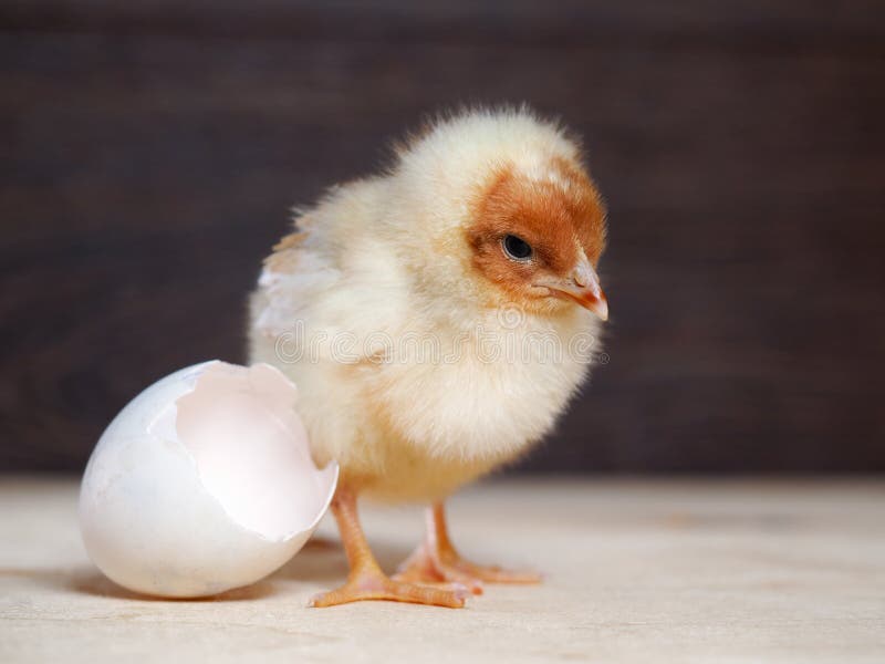 3,168 Baby Chick Egg Shell Photos - Free & Royalty-Free Stock Photos ...