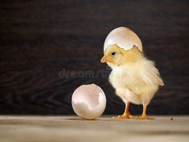 Toy Chick in Egg Shell stock image. Image of beak, craft - 2102321