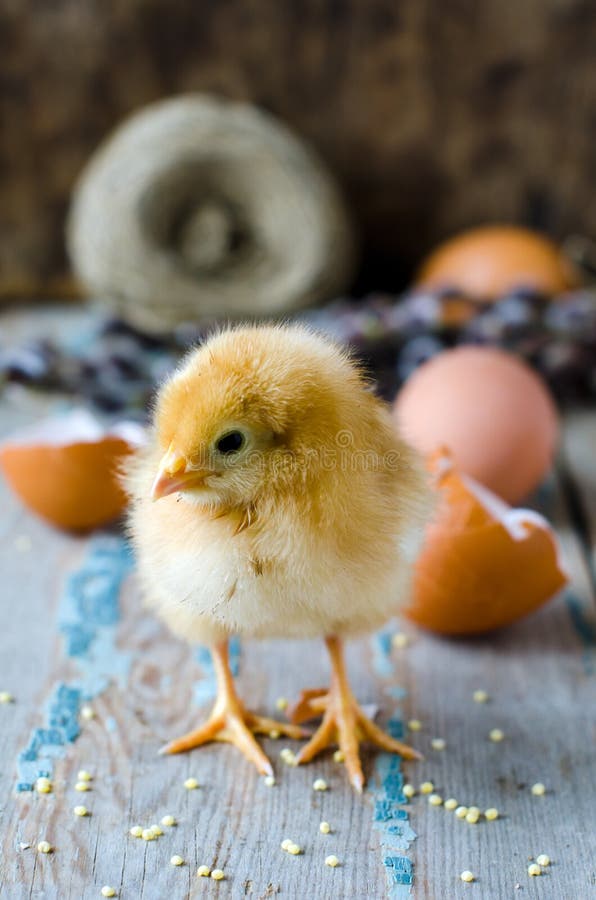 A Newborn Chick with Twigs of Willow Stock Photo - Image of yellow ...
