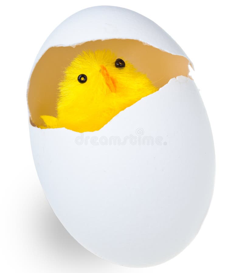 Newborn Chicken in Shell of Egg.Close Up on a White Background Stock ...