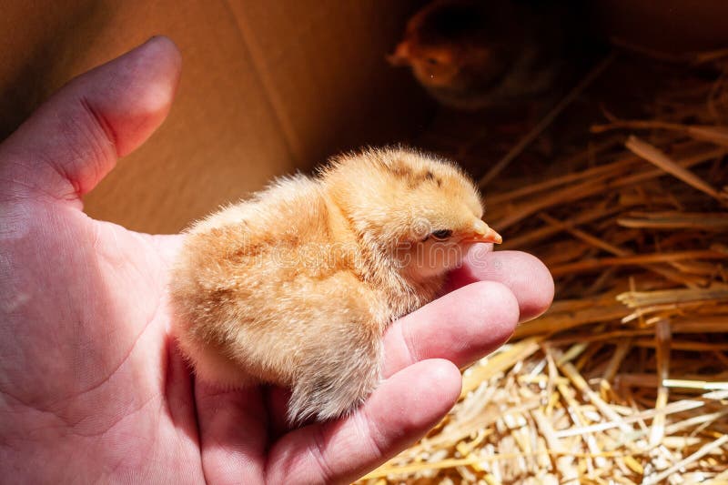 Newborn Chickens. the Man Took the Newborn Chicken from the Nest Stock ...