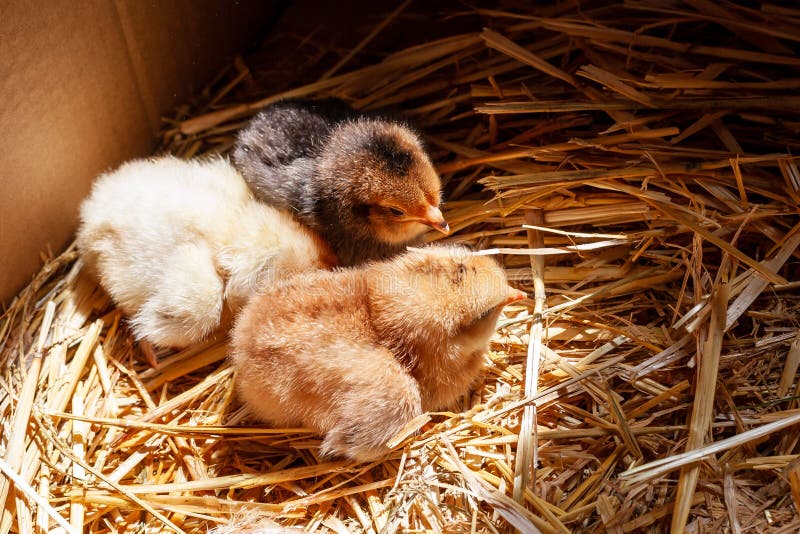 Newborn Chickens. Three Fluffy Chickens Huddled Together Stock Image ...
