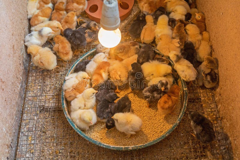 Newborn Chicks Farm stock image. Image of chicks, chickens - 195827103