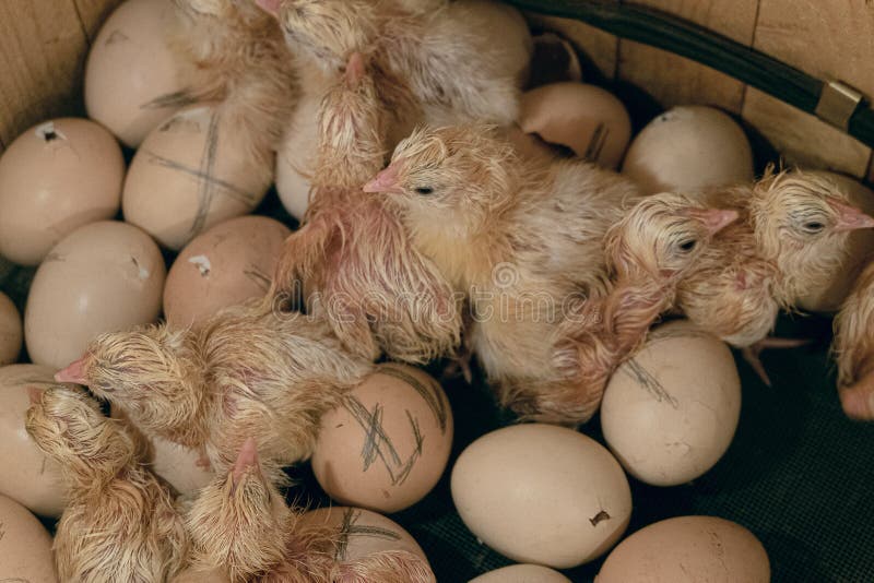 Baby chicken in incubator stock image. Image of hatched - 22873207